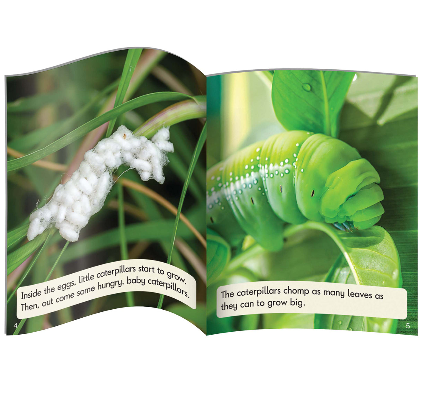 Science Decodable Reader Phase 6: Spelling